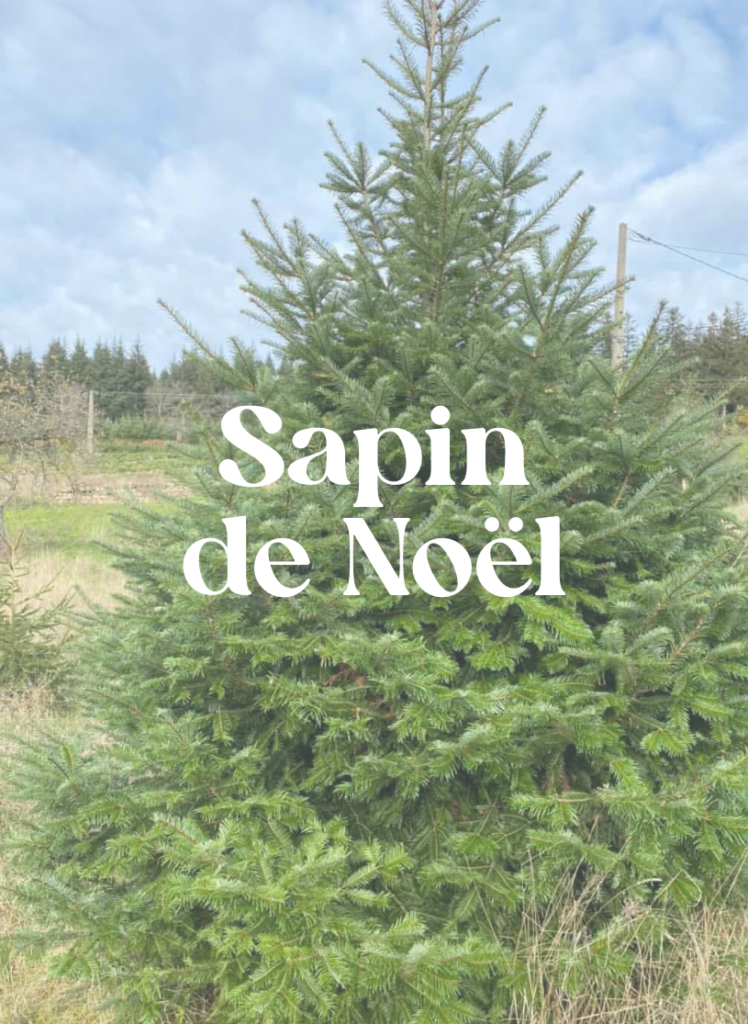 Le sapin de Noël — Les Imparfaits